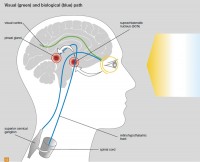 Light is a cornerstone of our health - read about Light and Health!