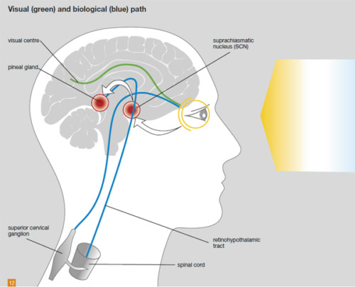 Light is a cornerstone of our health - read about Light and Health!
